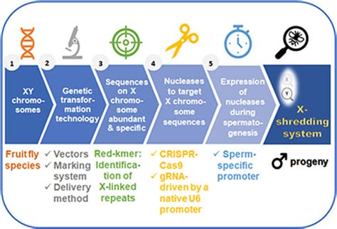 Developing Crispr‐based Sex‐ratio Distorters For The Genetic Control Of Fruit Fly Pests A How