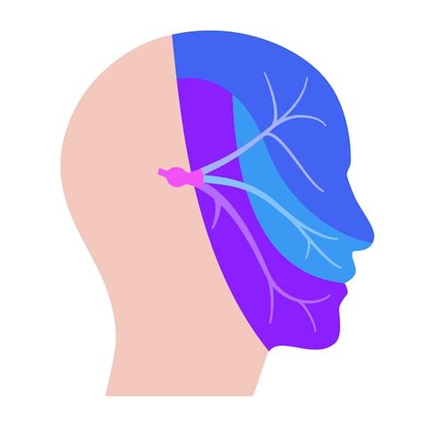 Premium Vector Trigeminal Nerve Diagram