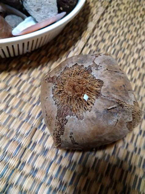 クルミの殻の使いみち ろびんはこんな感じでぼちぼちと。