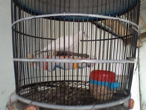 JUAL KUTUT Jual Perkutut Putih Mata Merah SUDAH TERJUAL