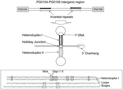 Schematic Of Cruciform And Potential Structures For Hu Pg0121 Binding