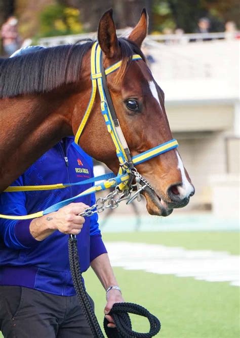 11月18日東京競馬⭐︎2歳新馬⭐︎アンコーナ 公式：黒澤ひかりのキラキラ日記～magic Kiss Lovers Only～