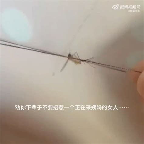 起猛了，看见蚊子跳钢管舞 大霓奈 大霓奈 哔哩哔哩视频