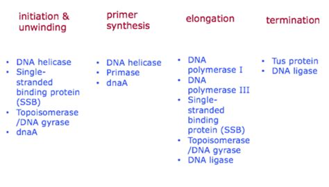 Dna Replication 2 Leading And Lagging Strand Replication Flashcards