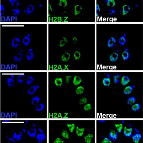 Classification Of Phylum Apicomplexa Taxonomic Categories Are Shown In Download Scientific