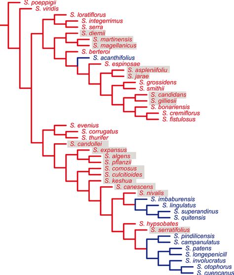 Mapping Of Pubescence Of The Style Branches Character In One Of The Download Scientific