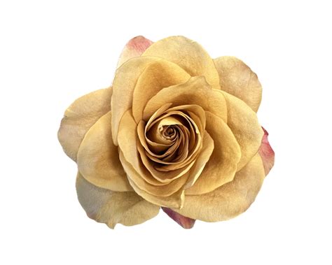 Playa Blanca Parfum Flower Company
