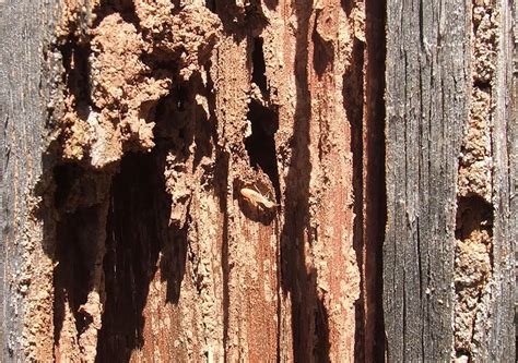 Signs Of Termites Sawdust