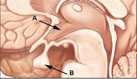 Endocrine System Lab Diagram Quizlet