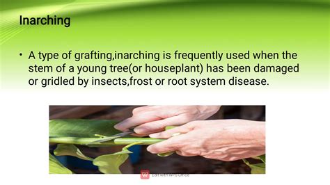 Amodiagwynn I Lesson 2 Asexual Plant Propagation Pdf