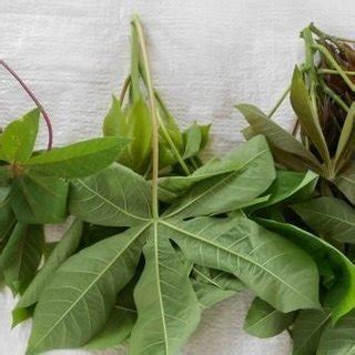Sample Leaves From Sweet Left Wild Middle And Bitter Right
