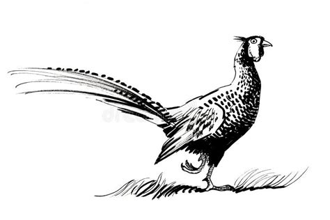 Pheasant Stock Illustrations 5575 Pheasant Stock Illustrations