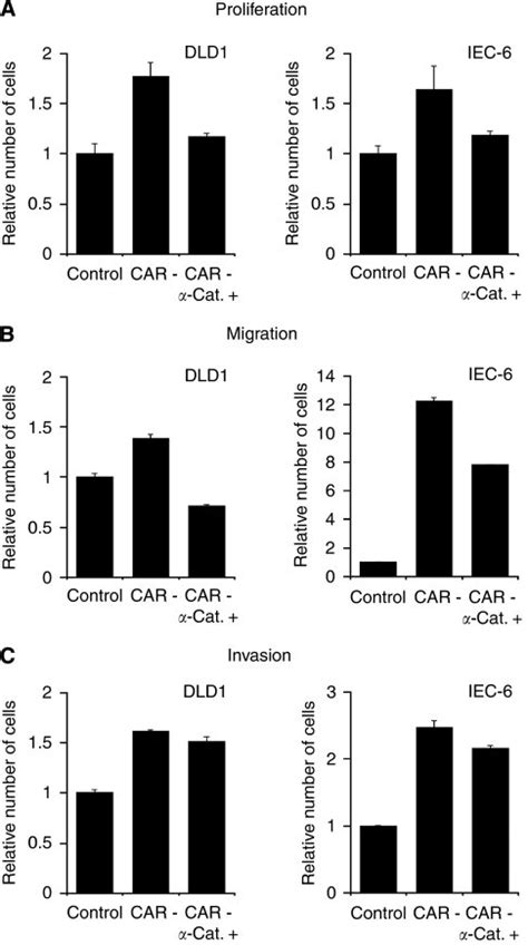 Functional Impact Of Car Downregulation And α Catenin ‘re Expression