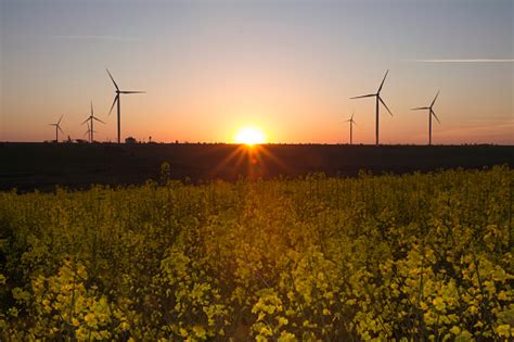 일몰 하늘 배경에 에너지 생성기 자연 친화적인 에너지 터빈을 바람 노란 Colza 필드입니다 개발에 대한 스톡 사진 및 기타 이미지 Istock