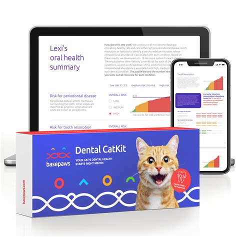 Cat Gingivitis Stages