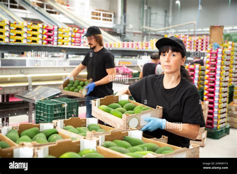 Female Warehouse Worker Loading Boxes With Avocado Stock Photo Alamy
