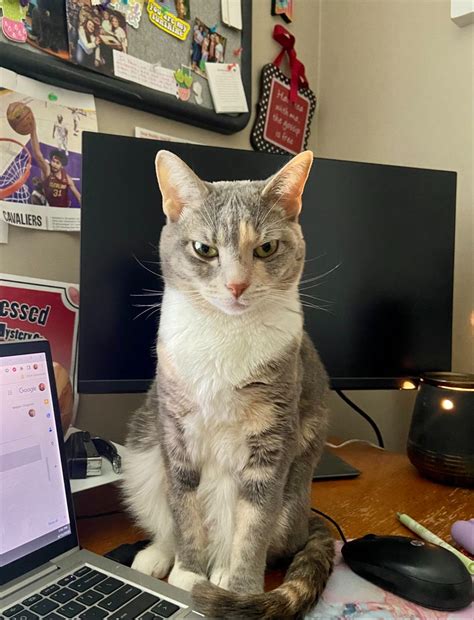 Meaghan Beech On Linkedin Dont You Hate When Your Coworker Is Grumpy 😹😾