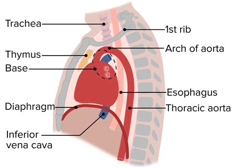 Heart Anatomy Concise Medical Knowledge