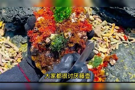 五彩斑斓的色龟，配合着音乐，清理过程太治愈，最后飞出去的时候像极了小时候做完作业的我