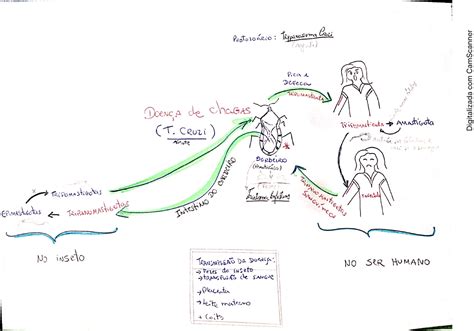 Doença de chagas Trypanosoma cruzi mapa mental Parasitologia e