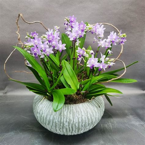 블루사파이어 서양란 Orchidseoul 고급서양난 주문제작호접란 디자인서양란전문 Orchiddesign 오키드