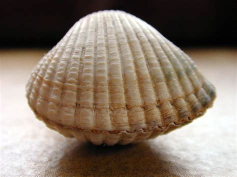 Imageafter Images Shell Sea
