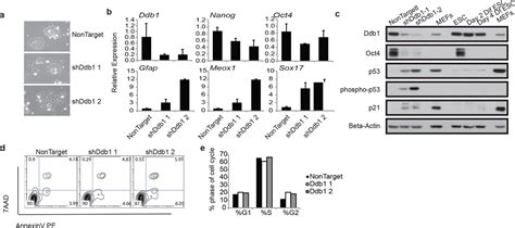 Figures And Data In The Cul4 Ddb1 Ubiquitin Ligase Complex Controls