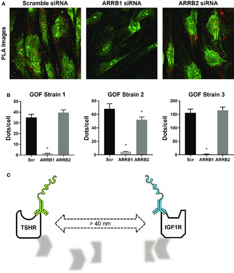 Tshr Igf1r Signalosomes In Human Graves Orbital Fibroblasts A