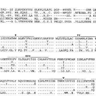 Alignment Of XPT And GPT Amino Acid Sequences The XPT Sequence From Download Scientific