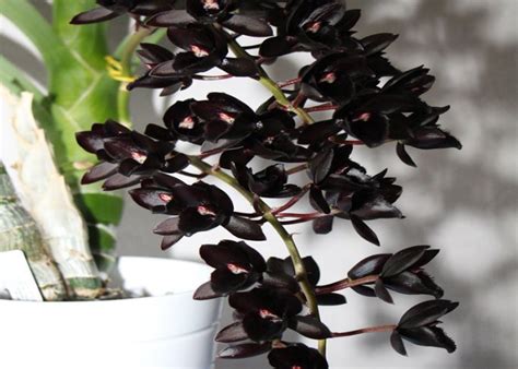 Hoa Phong Lan đen Vperfume Thương Hiệu Nước Hoa Uy Tín Số 1 Hà Nội