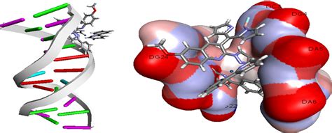 Docked Model For With Dna Pdb Id Bna Open View Left Closed