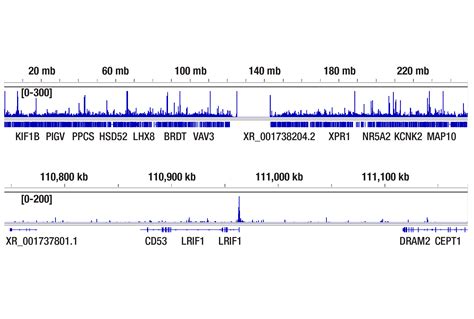 Tri Methyl Histone H4 Lys20 D84d2 Rabbit Mab Cell Signaling