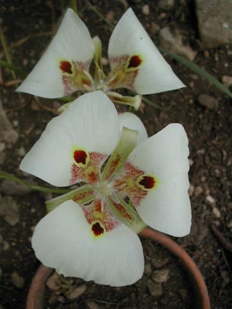 Calochortus Venustus