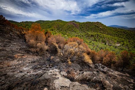 Mediterranean Pine Forest Burned After A Fire Due To Heat Waves Stock Image Image Of Geology