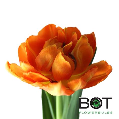 Orca – Bot Flowerbulbs