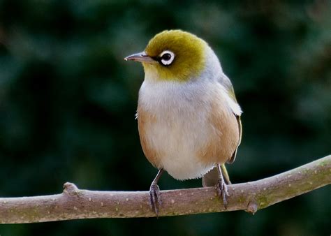 Silvereye Hd Wallpapers