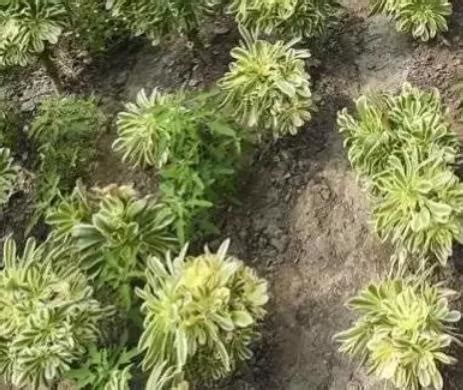 香河刘宋镇多肉 廊坊香河县刘宋镇特产多肉 产地农产品花卉 河北产地宝
