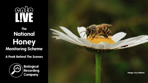 The National Honey Monitoring Scheme A Peek Behind The Scenes