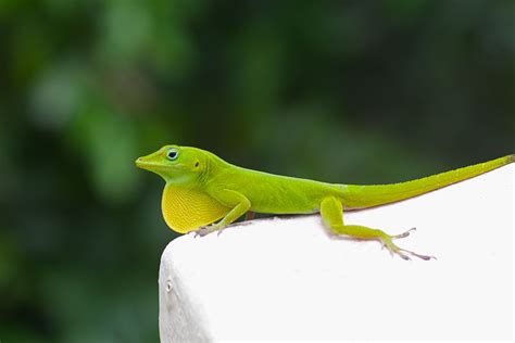 Wild Herps Opportunistic Caribbean Cruise Herping