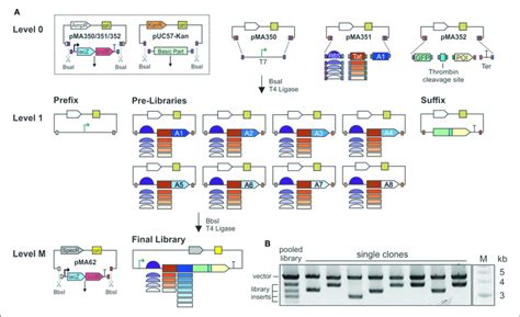 Assembly Of Combinatorial Expression Libraries A Schematic