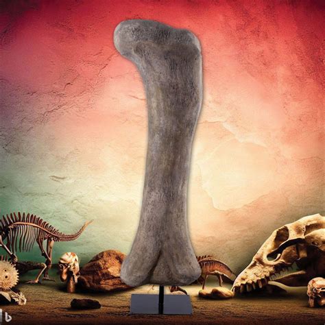Apatosaurus Fossil