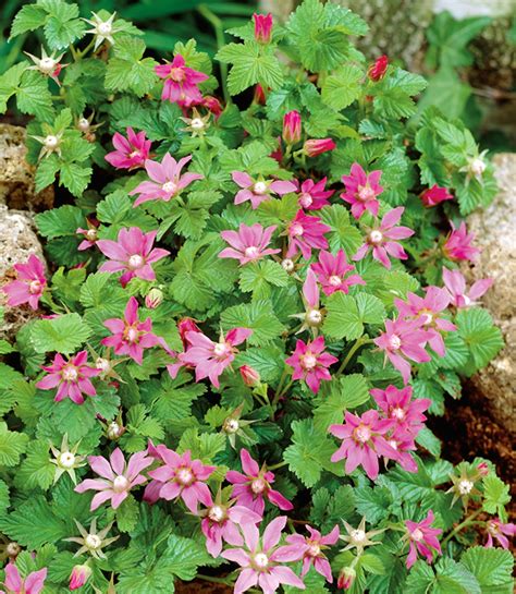 Rubus Creeping Arctic Raspberry Bundle