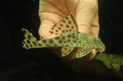 Yahooオークション 【淡水魚】【通販】大きめ No3 パラビックスポッ