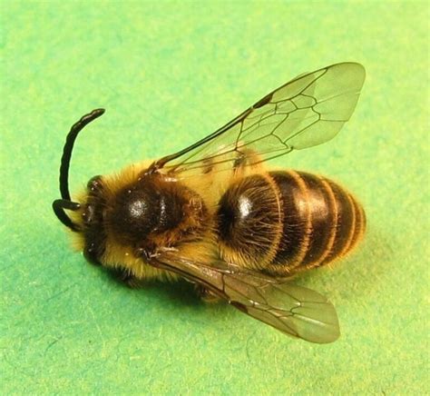 Common Bees In Virginia With Photos