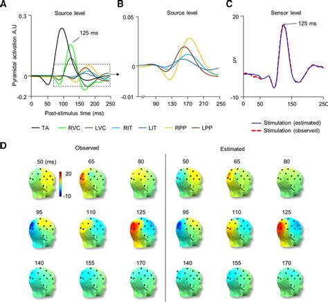 Modeled Pattern Reversal Veps A B Time Course Source Activities