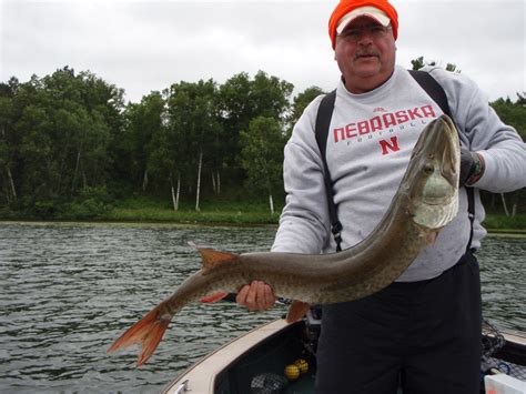 Big Muskie Caught On Lake X In Cass Lake Mn On 7122011 Muskiefirst