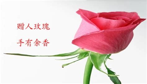 赠人玫瑰手有余香图册360百科