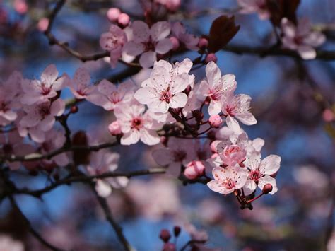 Blutpflaume Nigra Prunus Cerasifera Nigra Baumschule Horstmann