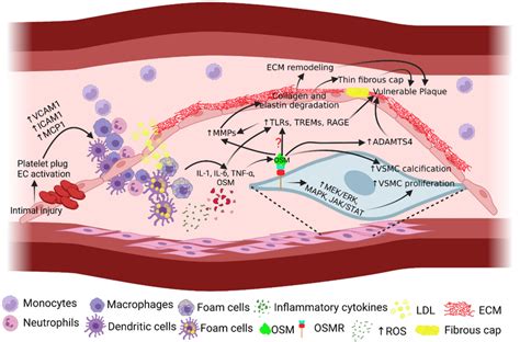 Schematic Diagram Showing Potential Mechanisms Underlying Oncostatin M
