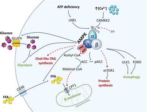 Ampk Signaling Pathways Ampk Is A Trimeric Protein Formed By Subunits